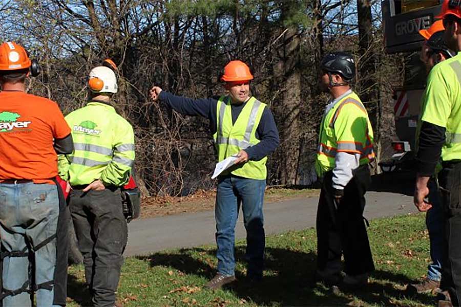 Tree Care Safety FAQs - Tree Care Tips