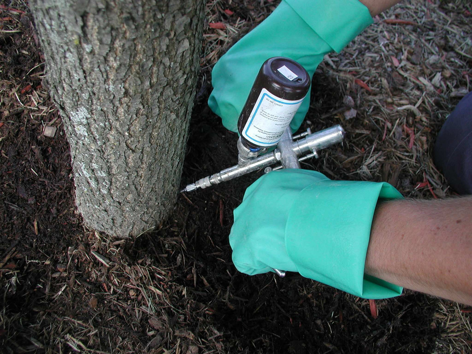 Nutrition for Trees - Tree Care Tips