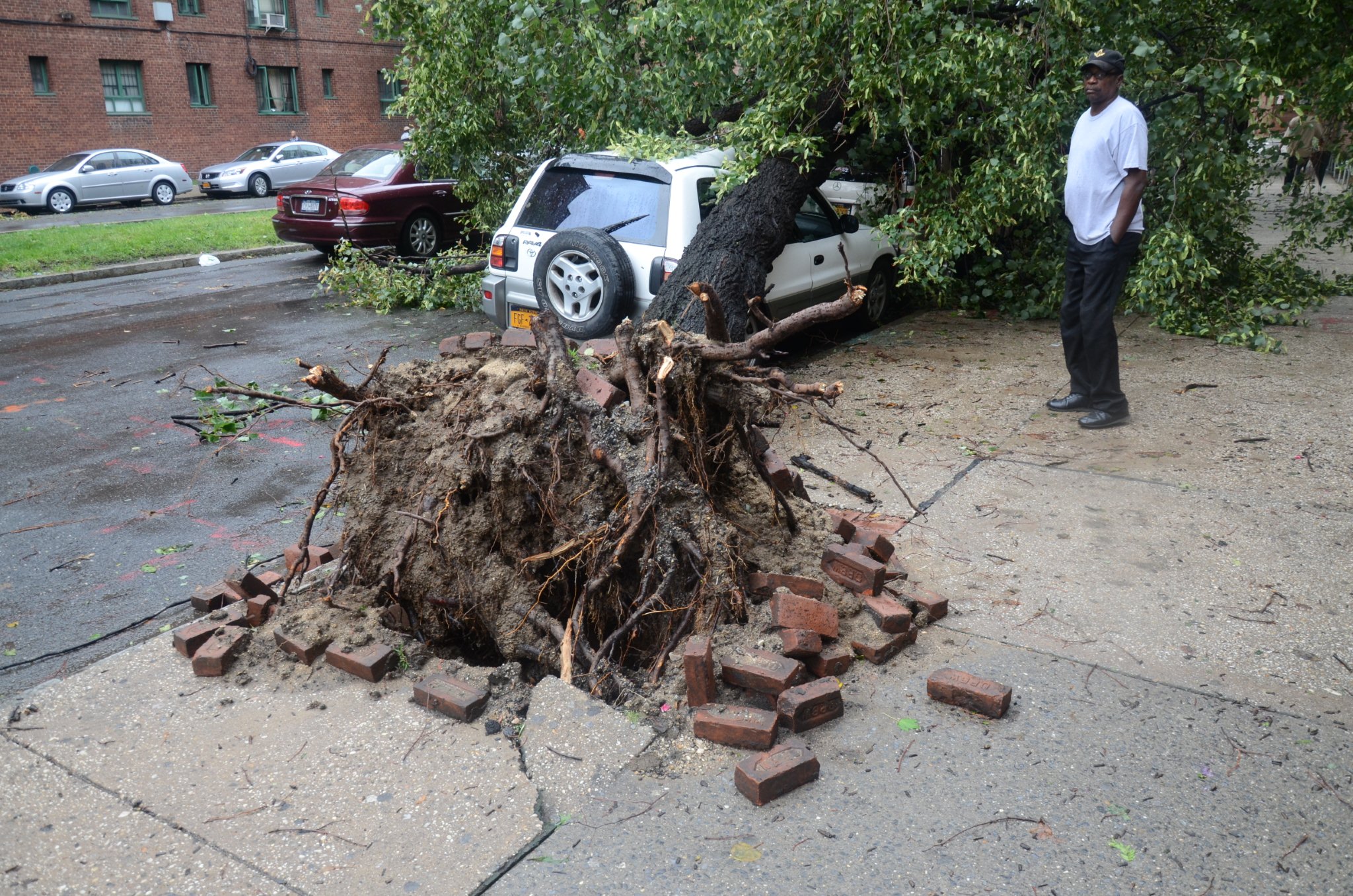 What's Wrong with My Roots? - Tree Care Tips