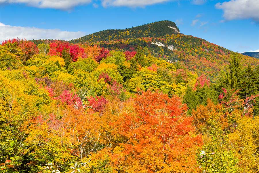 Fall Foliage Maps - Tree Care Tips