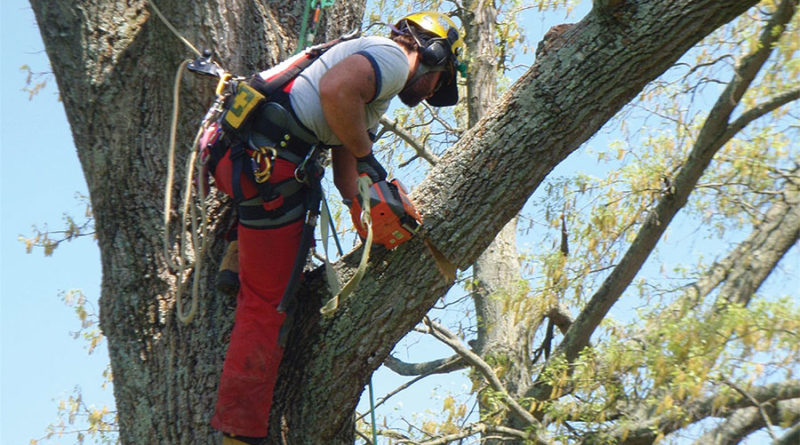 Why is Do-it-Yourself Tree Care Dangerous? - Tree Care Tips