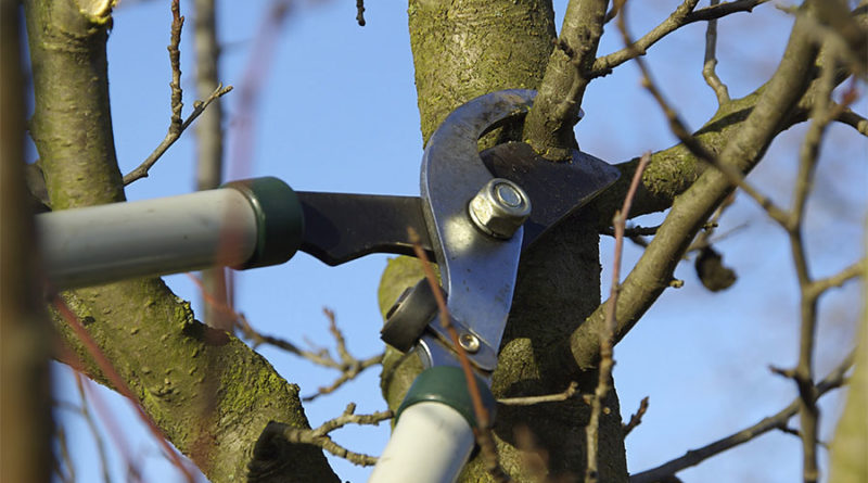 Tree Pruning Methods - Tree Care Tips