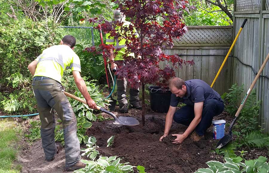 Daily Tree Planting Care - Tree Care Tips