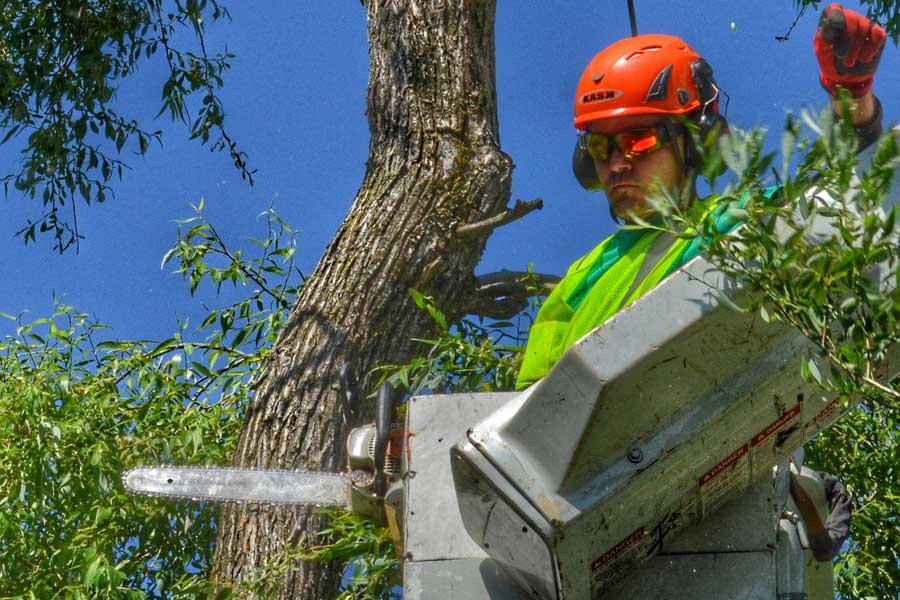 Trees, Saws and Ladders Don't Mix! - Tree Care Tips