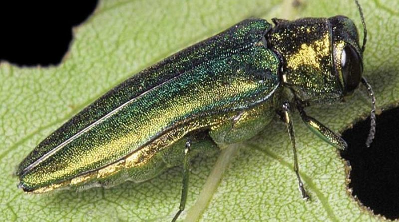 Emerald Ash Borer - Tree Care Tips