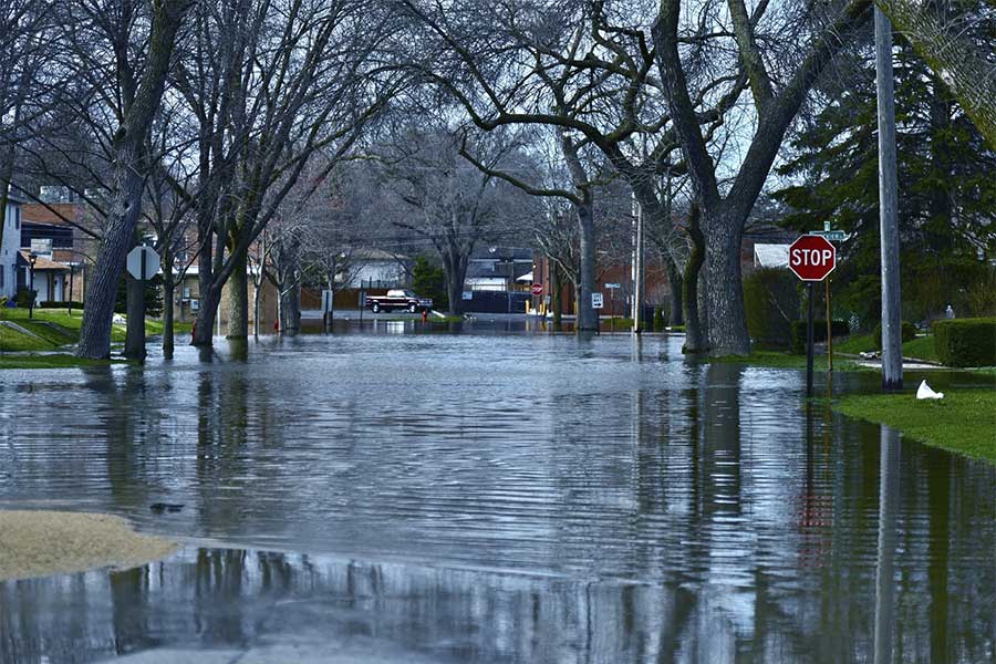 Flood Injury: A Life Preserver for Drowning Trees - Tree Care Tips