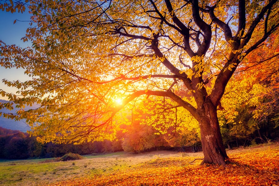 Things We Heart – November 2017 - Tree Care Tips
