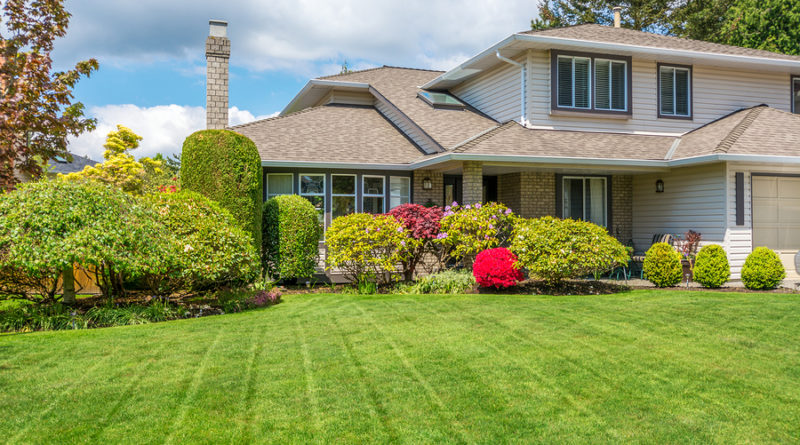 Home - Tree Care Tips