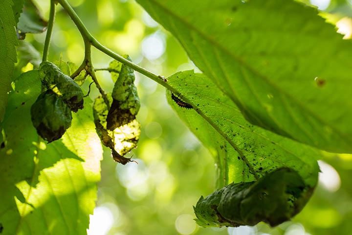 Wasp Nest In Garden Trees: Everything You Need To Know - Tree Care Tips