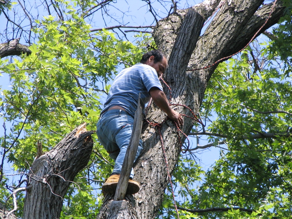 Three Reasons Homeowners Should Leave Tree Work to the Professionals ...