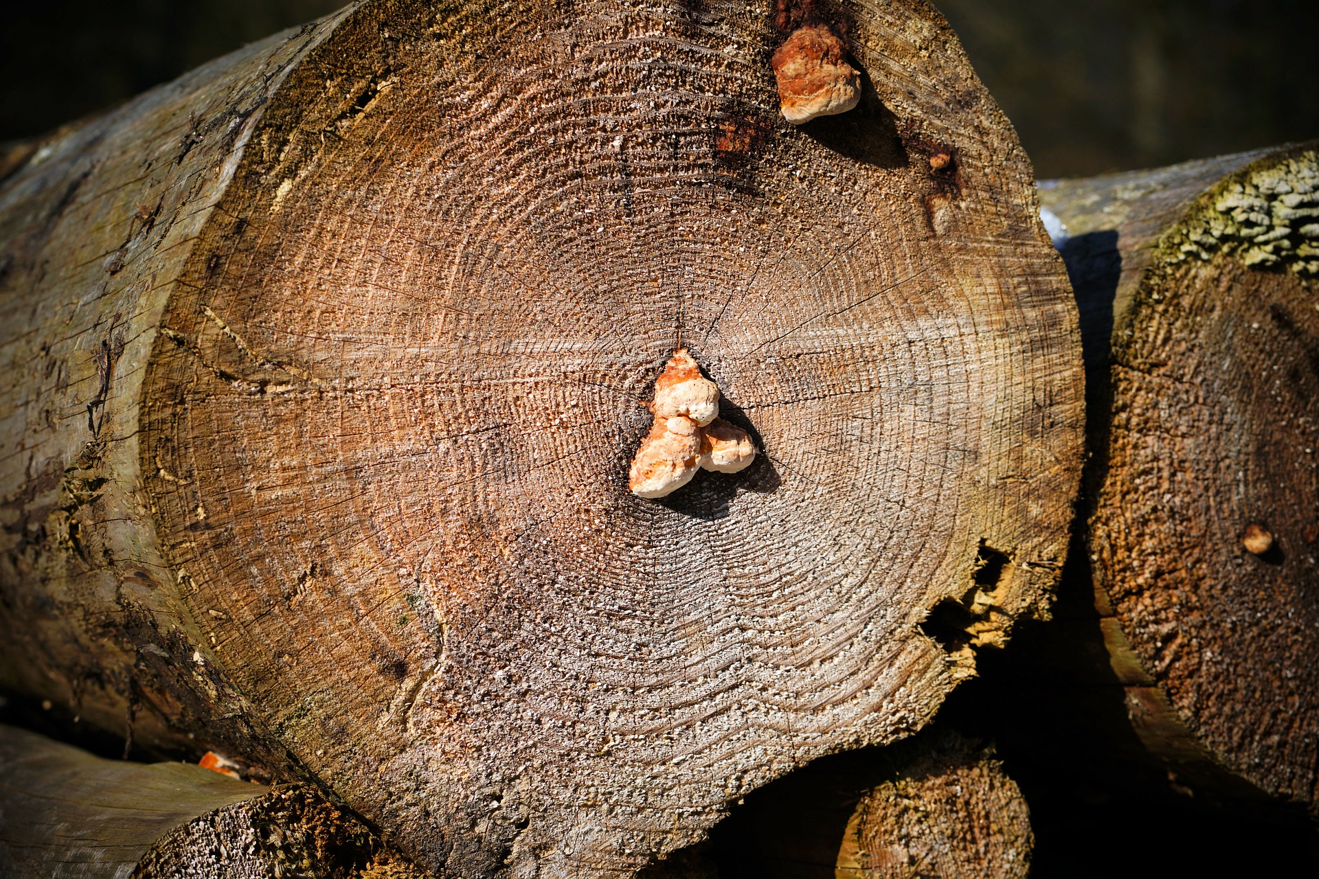 Decay Can Cause Hazardous Defects in Trees - Tree Care Tips