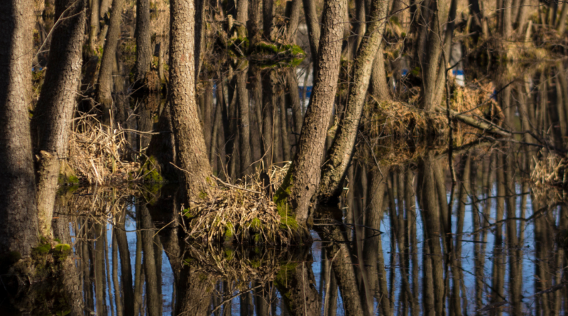 Flood Injury: A Life Preserver for Drowning Trees - Tree Care Tips