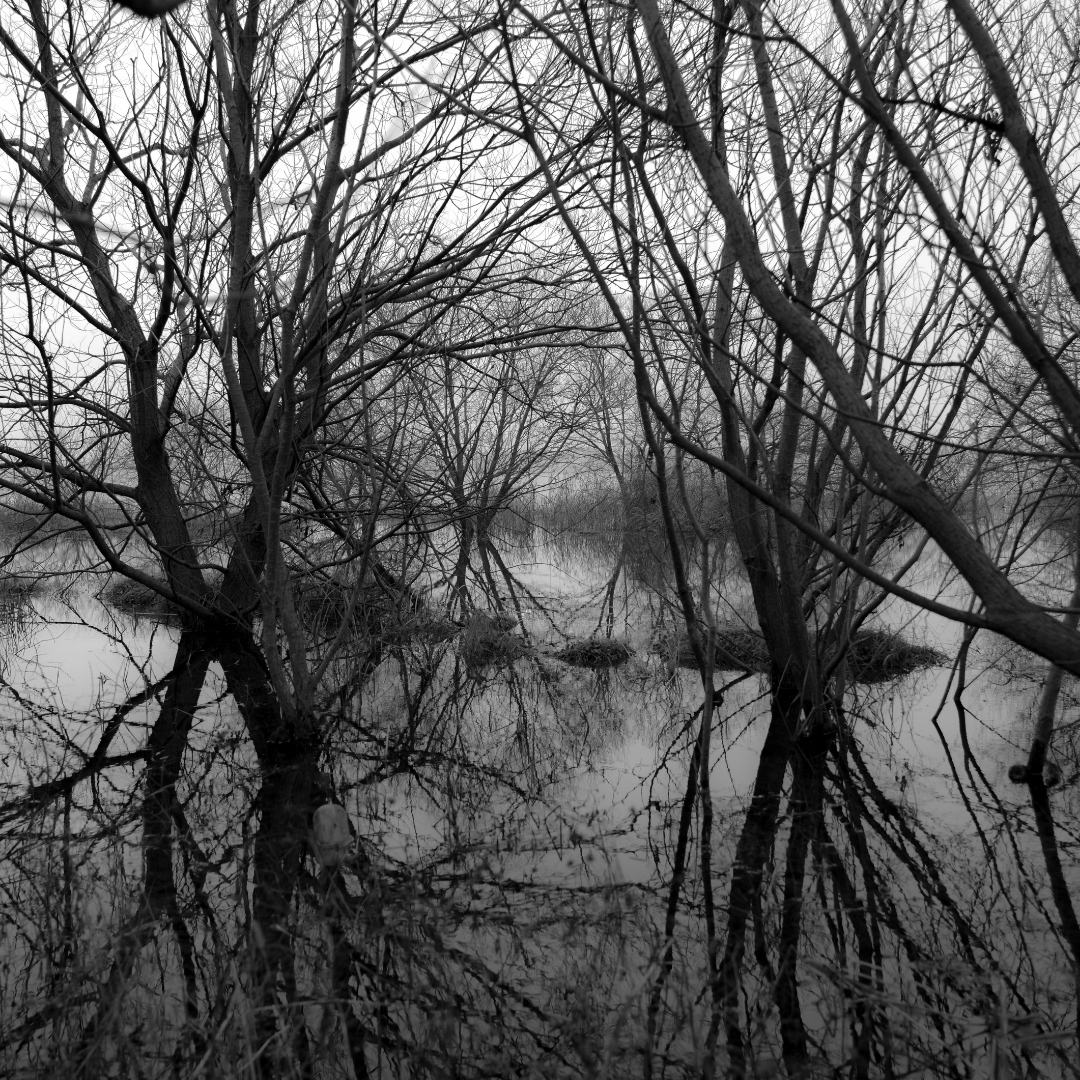 Flood Injury: A Life Preserver for Drowning Trees - Tree Care Tips