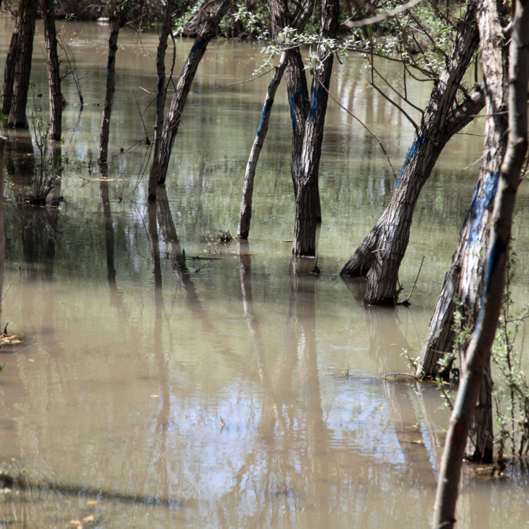 Flood Injury: A Life Preserver for Drowning Trees - Tree Care Tips