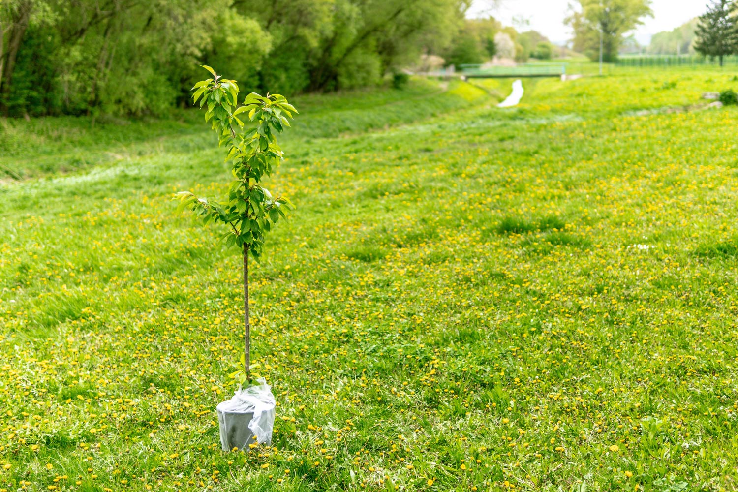 Spring Planting Season: Select the Right Tree - Tree Care Tips